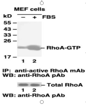 Rhoa activation assay Kit